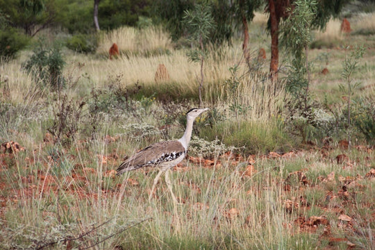 Kalkadoon History and Culture